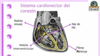 ANATOMIA CARDIACA PPT.pptx corazón anatómicamente | PPTX