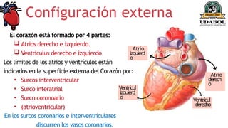 ANATOMIA CARDIACA PPT.pptx corazón anatómicamente | PPTX