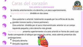 ANATOMIA CARDIACA PPT.pptx corazón anatómicamente | PPTX