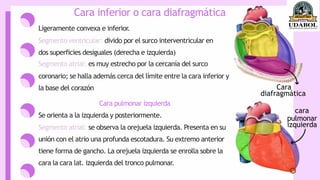 ANATOMIA CARDIACA PPT.pptx corazón anatómicamente | PPTX