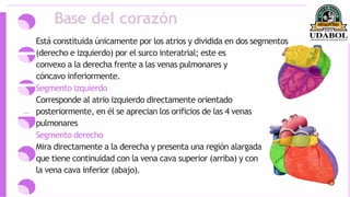 ANATOMIA CARDIACA PPT.pptx corazón anatómicamente | PPTX