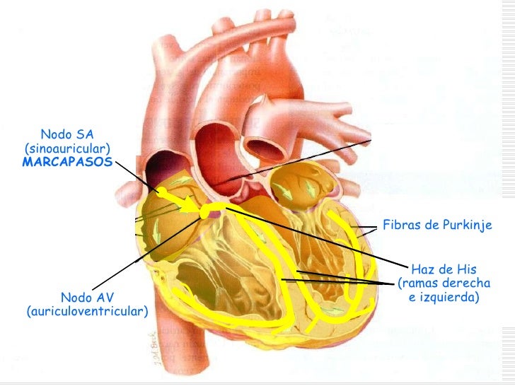 Anatomia cardica 1