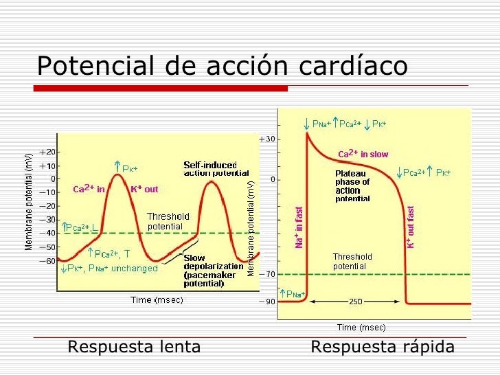 Anatomia cardica 1