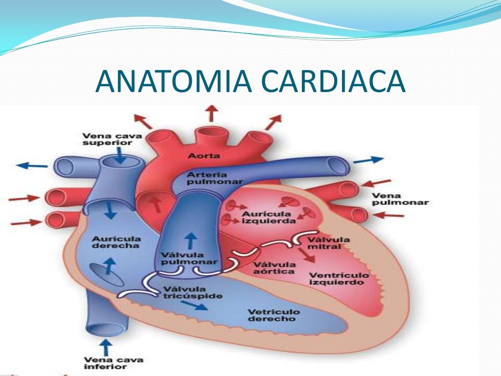 Anatomia cardio pulmonar