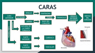 Anatomía cardiaca | PPTX