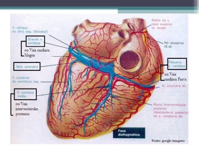 Anatomia cardiovascular