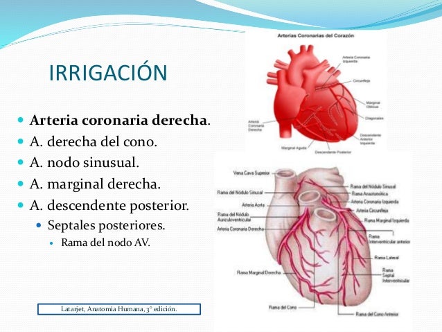 Anatomia cardiovascular