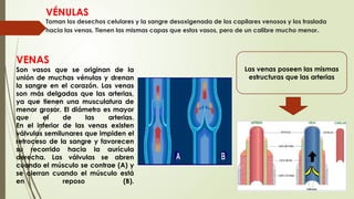 ANATOMIA CARDIOVASCULAR.pptx ANATOMIA CARDIOVASCULAR.pptx