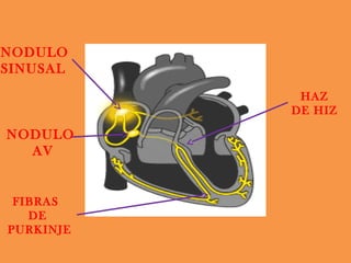 Anatomia cardiovascular pediatrica | PPT