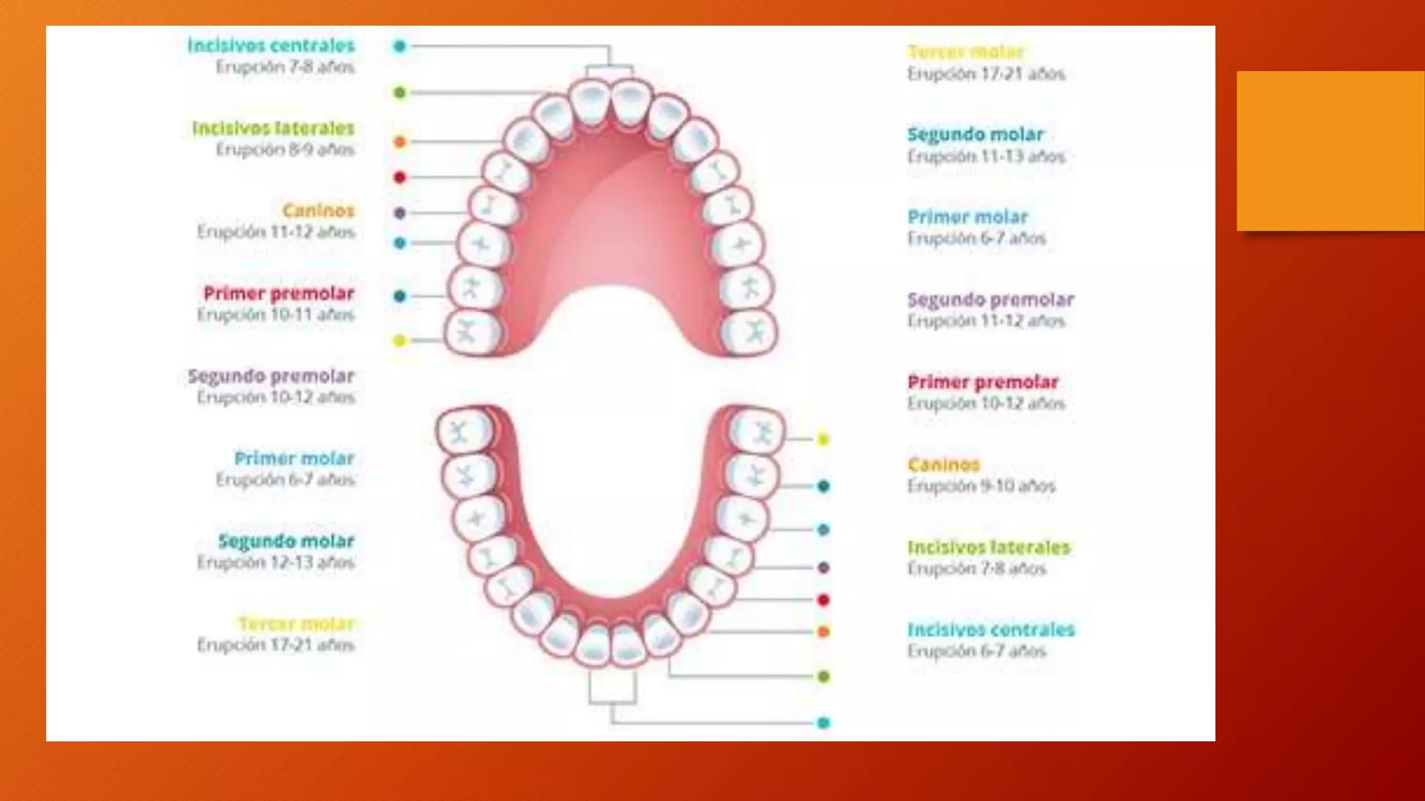 Anatomia cavidad oral | PPTX