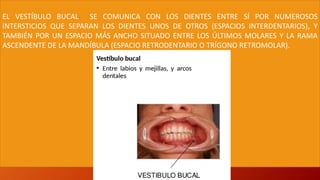 Anatomia cavidad oral | PPTX