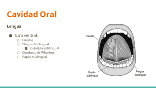 Anatomia cavidad oral y faringe orl.pptx