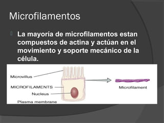 Anatomia celular | PPT