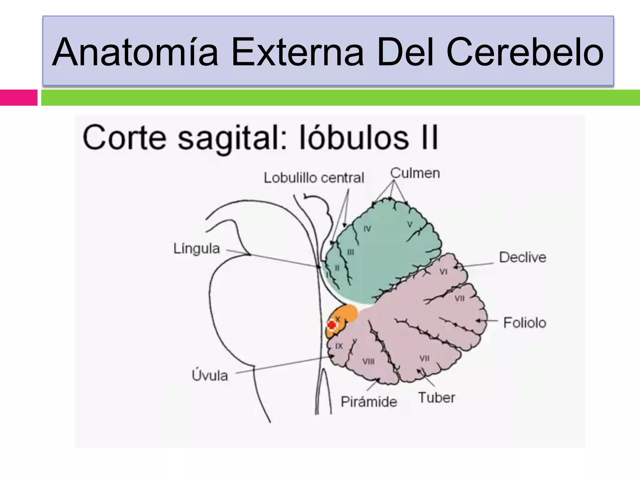 Anatomia cerebelo