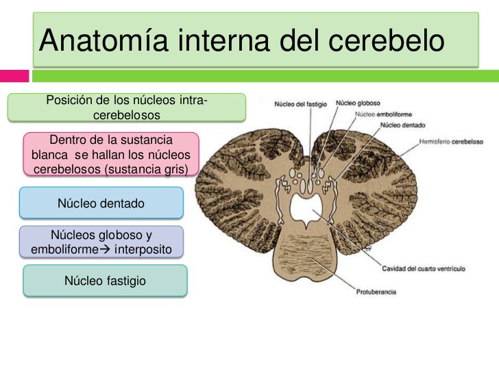 Anatomia Del Cerebelo