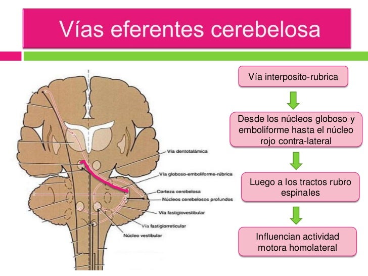 Anatomia cerebelo