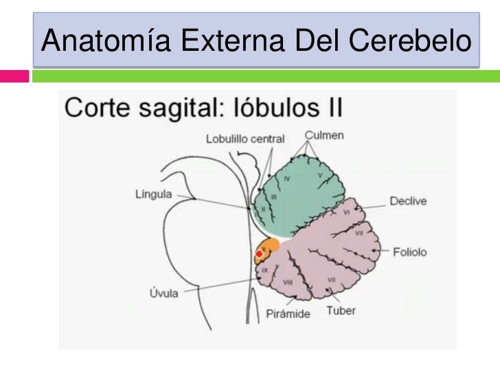 Anatomia Del Cerebelo