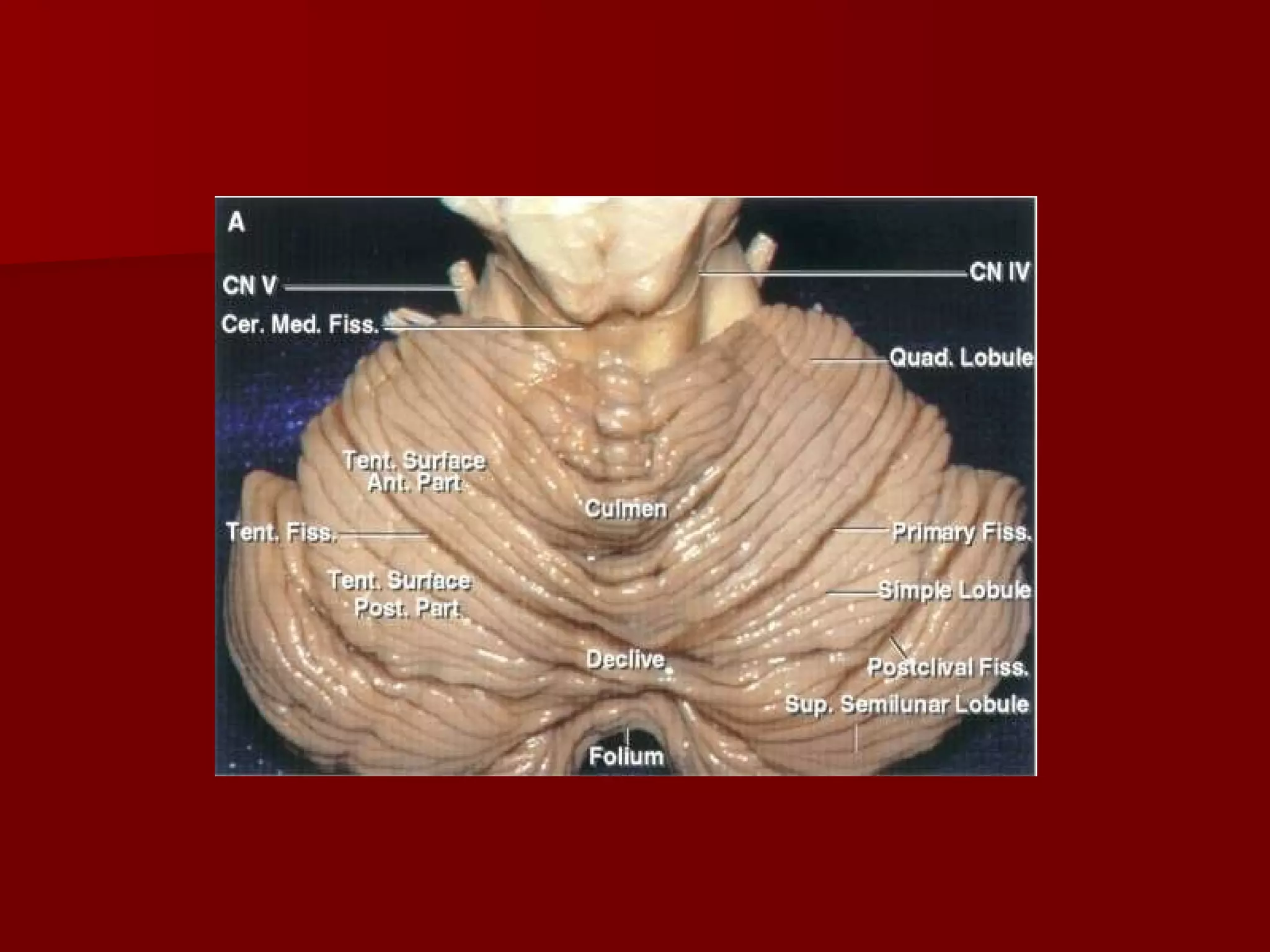 Anatomia cerebelului | PPT