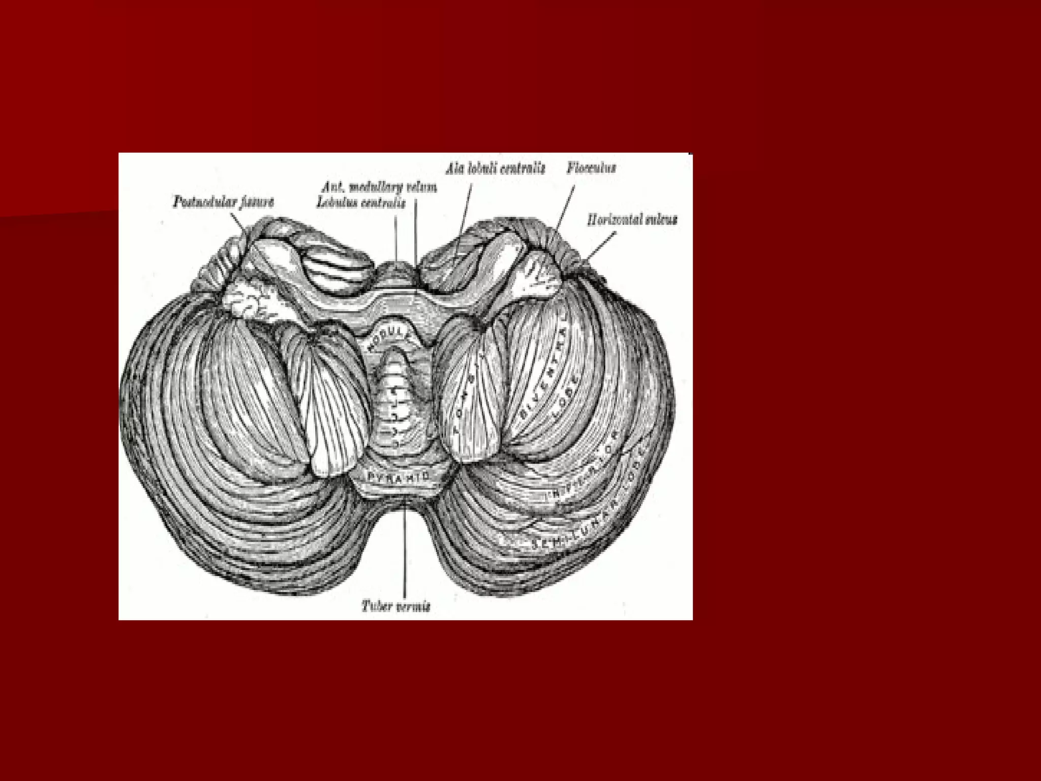 Anatomia cerebelului | PPT