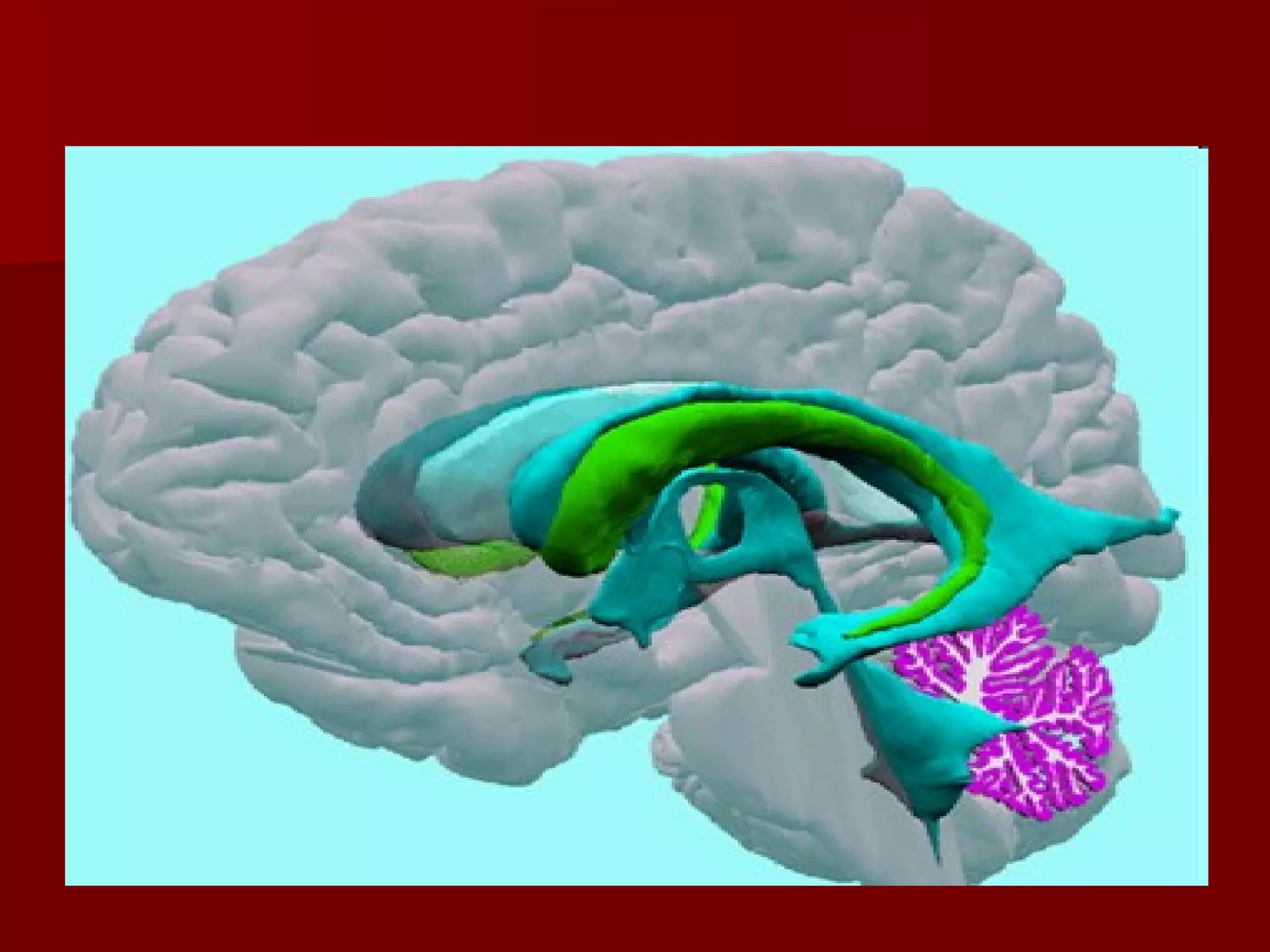 Anatomia cerebelului | PPT