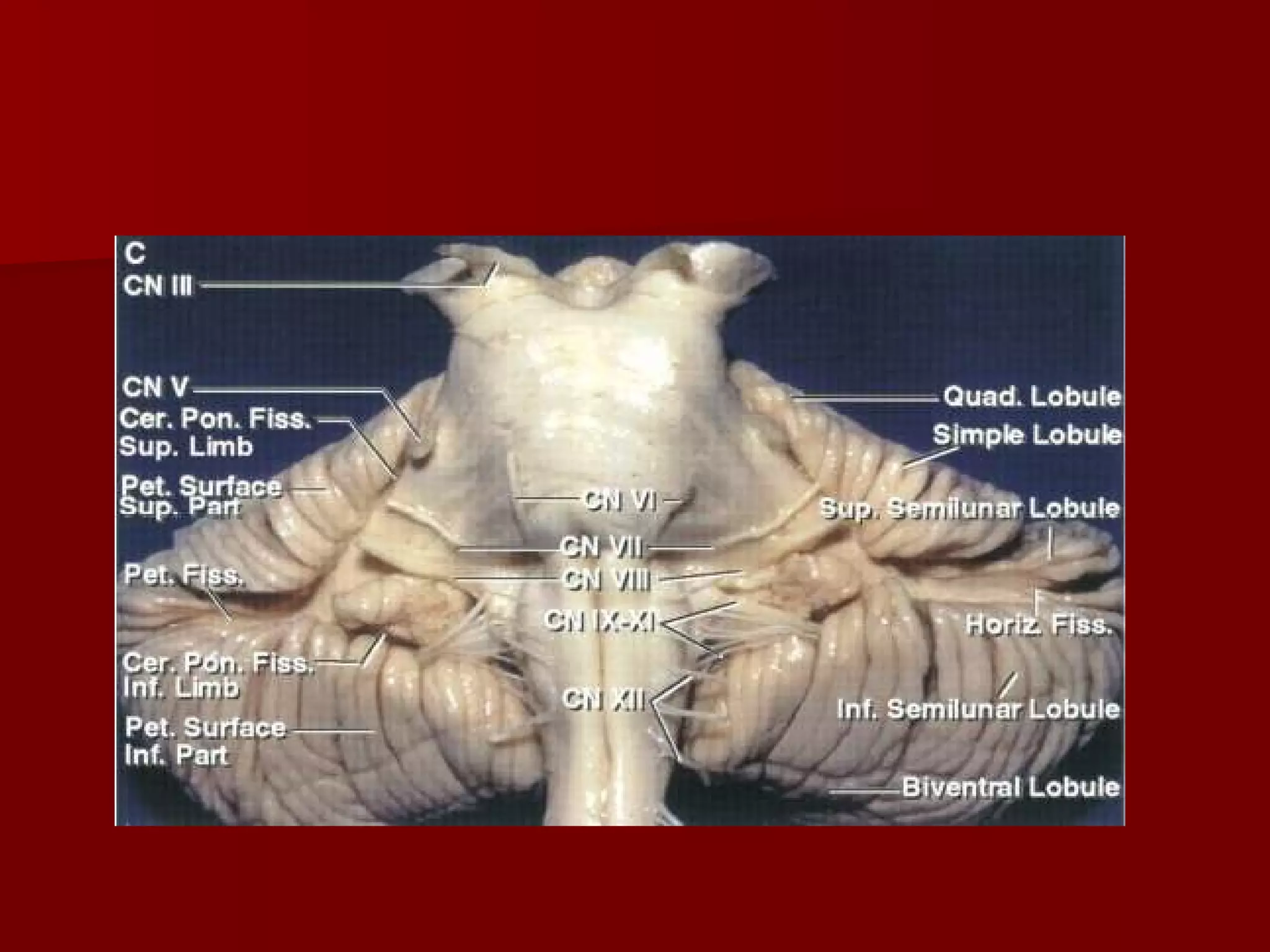 Anatomia cerebelului | PPT