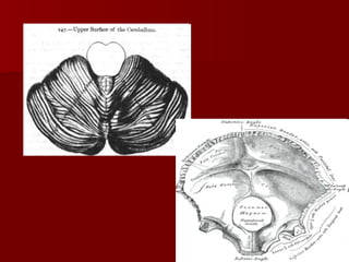 Anatomia cerebelului | PPT