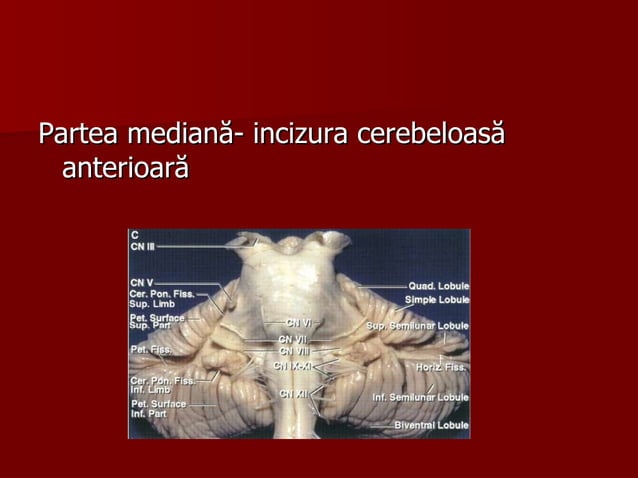Anatomia cerebelului | PPT