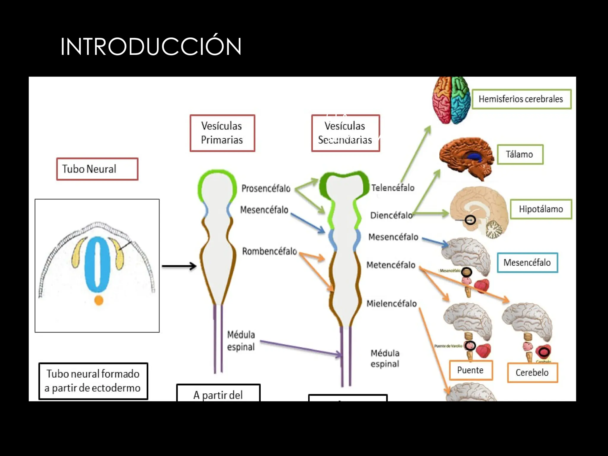 ANATOMIA CEREBRAL HEMISFERIOS Y CIRCUNVOLUCIONES R2. AYALA.pptx