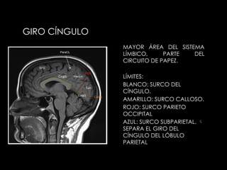 ANATOMIA CEREBRAL HEMISFERIOS Y CIRCUNVOLUCIONES R2. AYALA.pptx