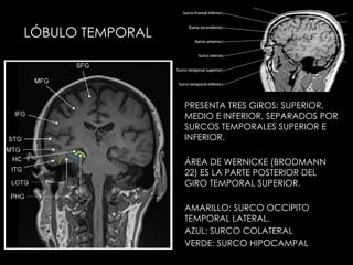 ANATOMIA CEREBRAL HEMISFERIOS Y CIRCUNVOLUCIONES R2. AYALA.pptx