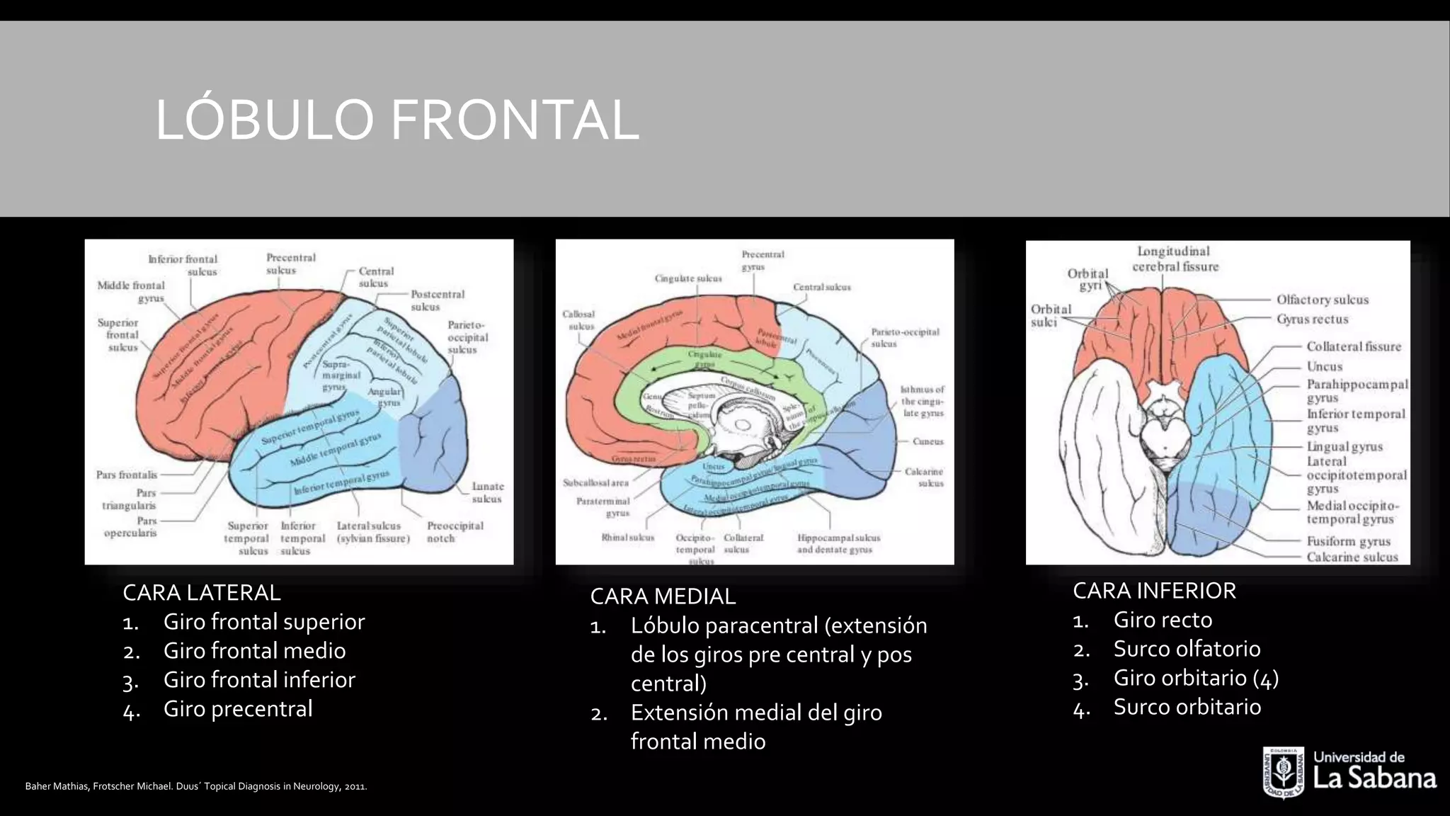 Anatomía cerebro.pptx