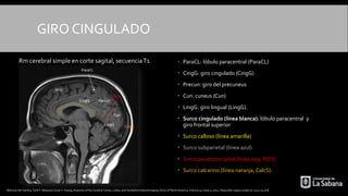 Anatomía cerebro.pptx