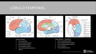 Anatomía cerebro.pptx