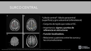Anatomía cerebro.pptx