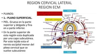 ANATOMIA Cervical Lateral.pptx
