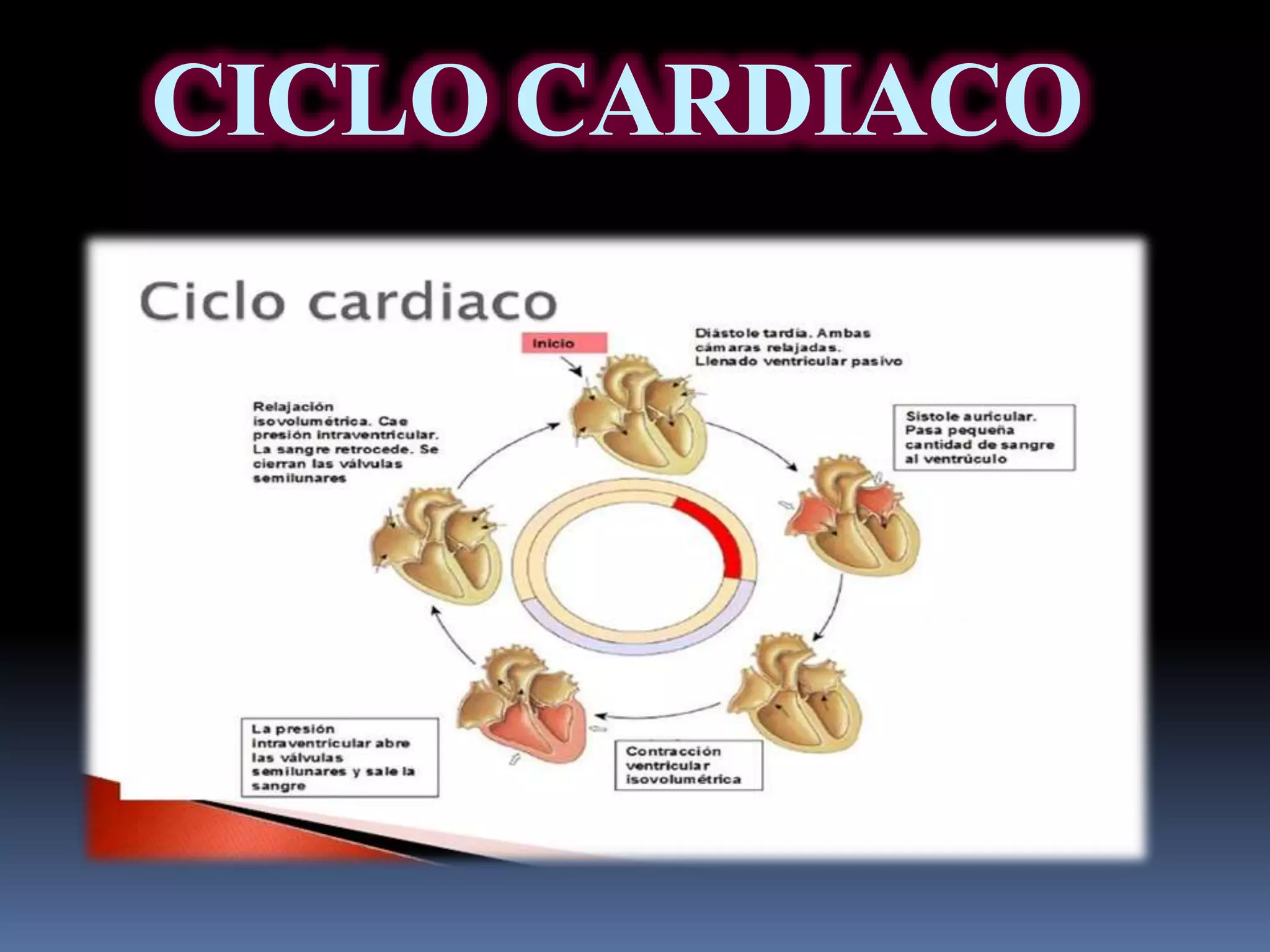 Anatomia ciclo cardiaco final | PPTX | Heart and Cardiovascular ...