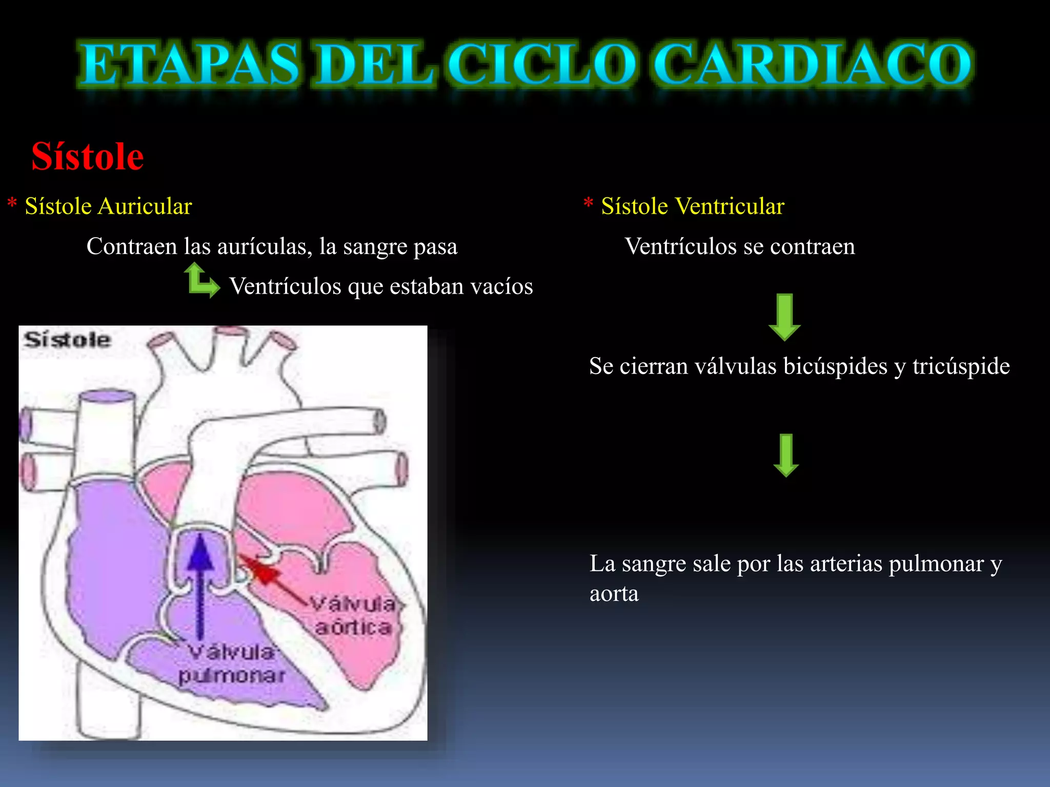Anatomia ciclo cardiaco final | PPTX | Heart and Cardiovascular ...