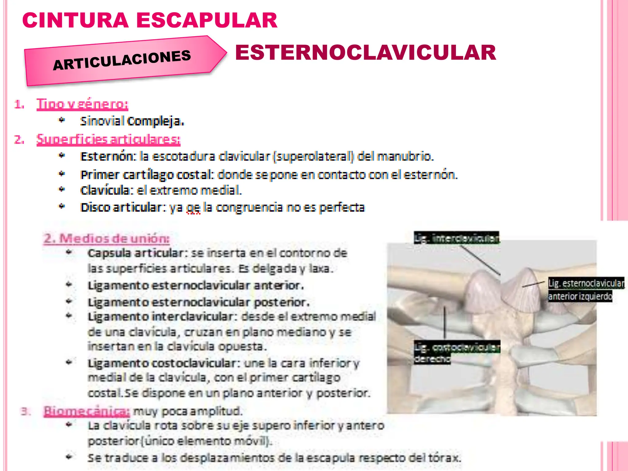 ANATOMIA CINTURA ESCAPULAR.pptx