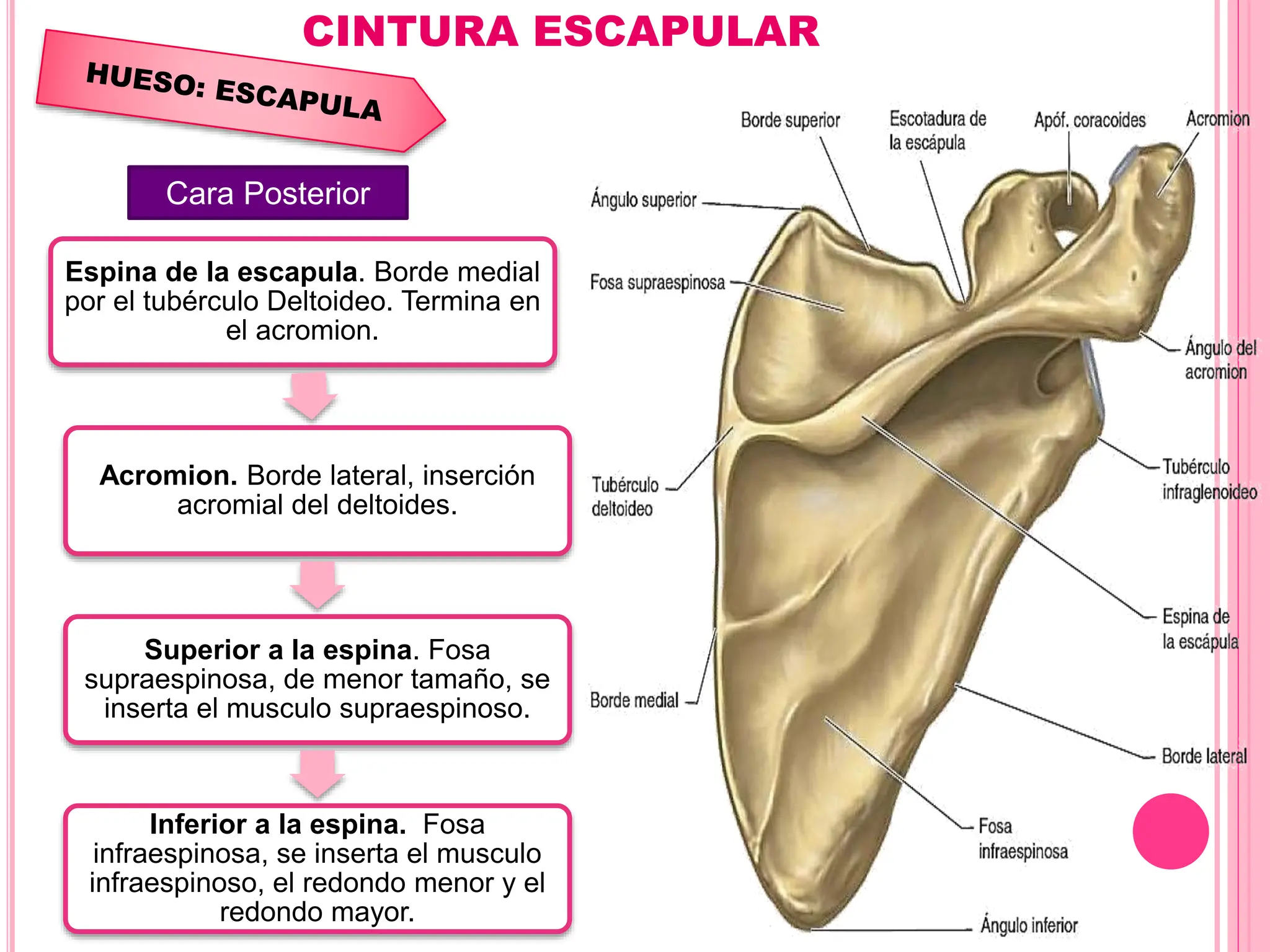 ANATOMIA CINTURA ESCAPULAR.pptx