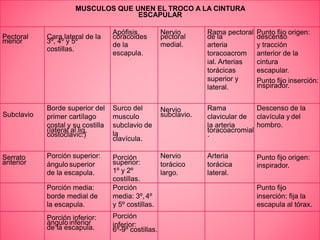 ANATOMIA CINTURA ESCAPULAR.pptx