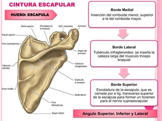 ANATOMIA CINTURA ESCAPULAR.pptx