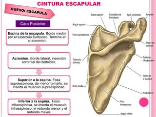 ANATOMIA CINTURA ESCAPULAR.pptx