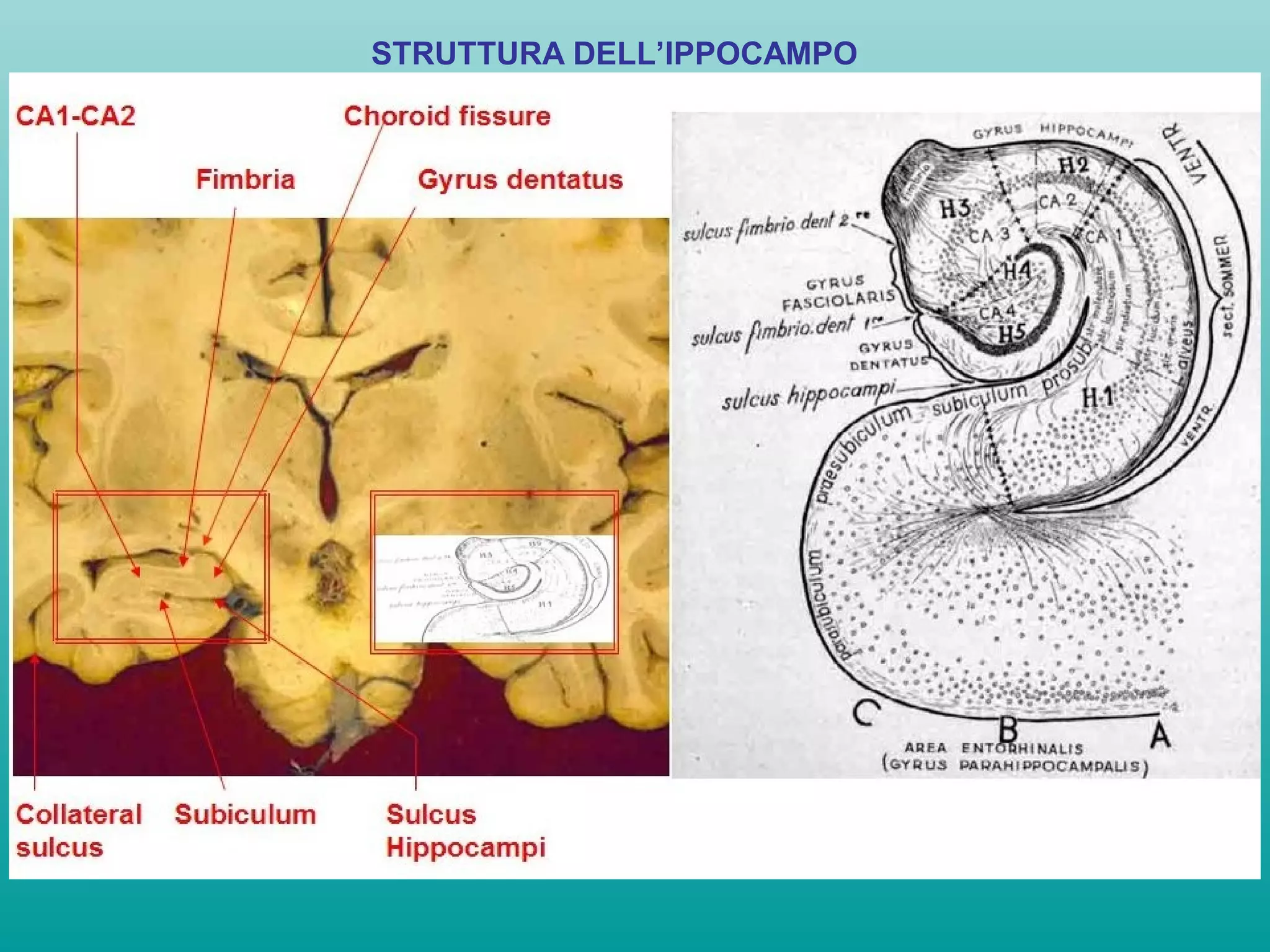 Anatomia circuiti memoria | PPT
