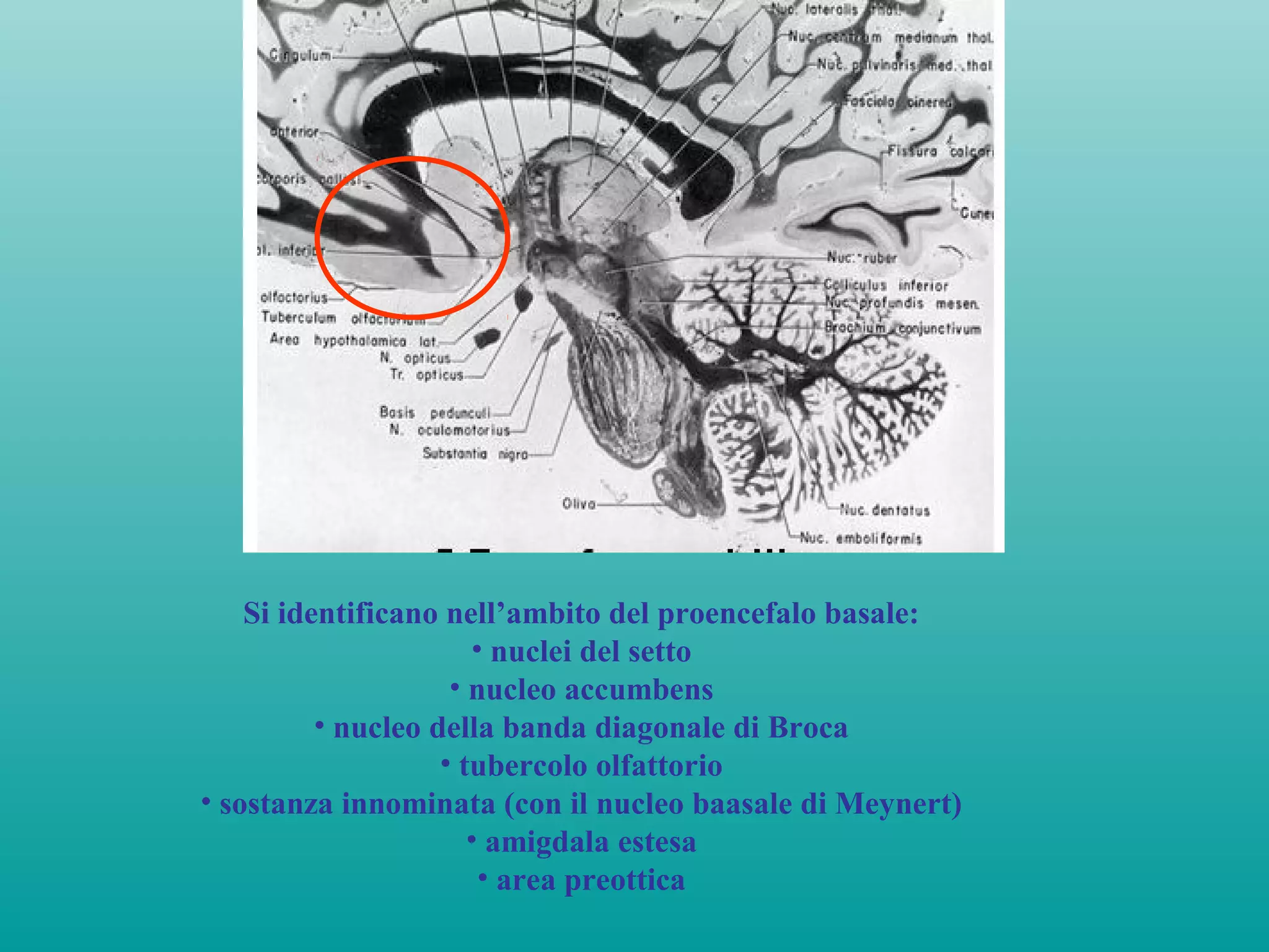 Anatomia circuiti memoria | PPT