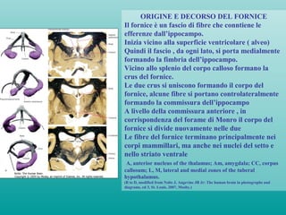 Anatomia circuiti memoria | PPT