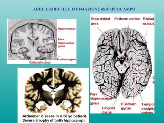 Anatomia circuiti memoria | PPT