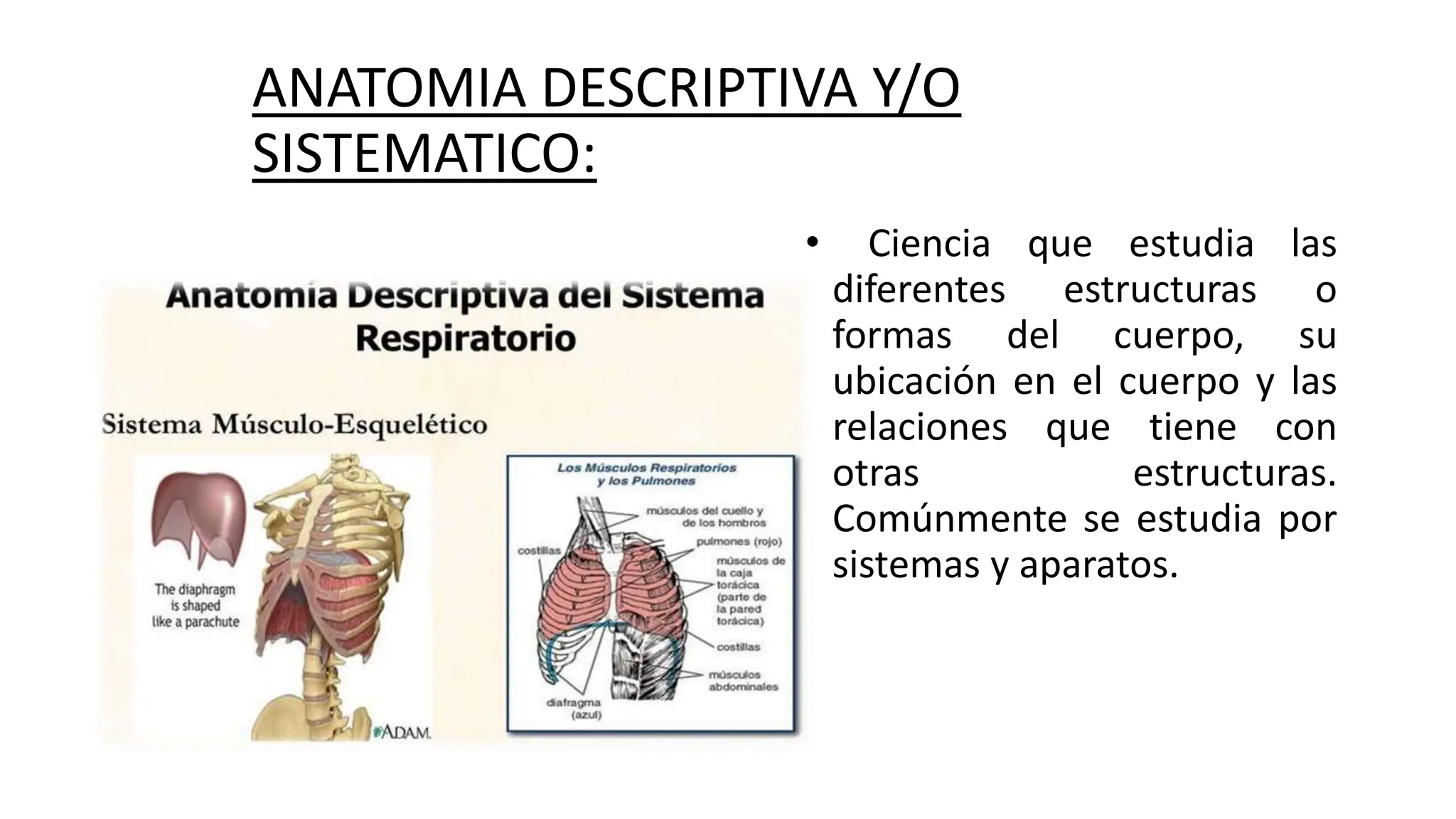 ANATOMIA CLASE 1, generalidades precisas | PPT