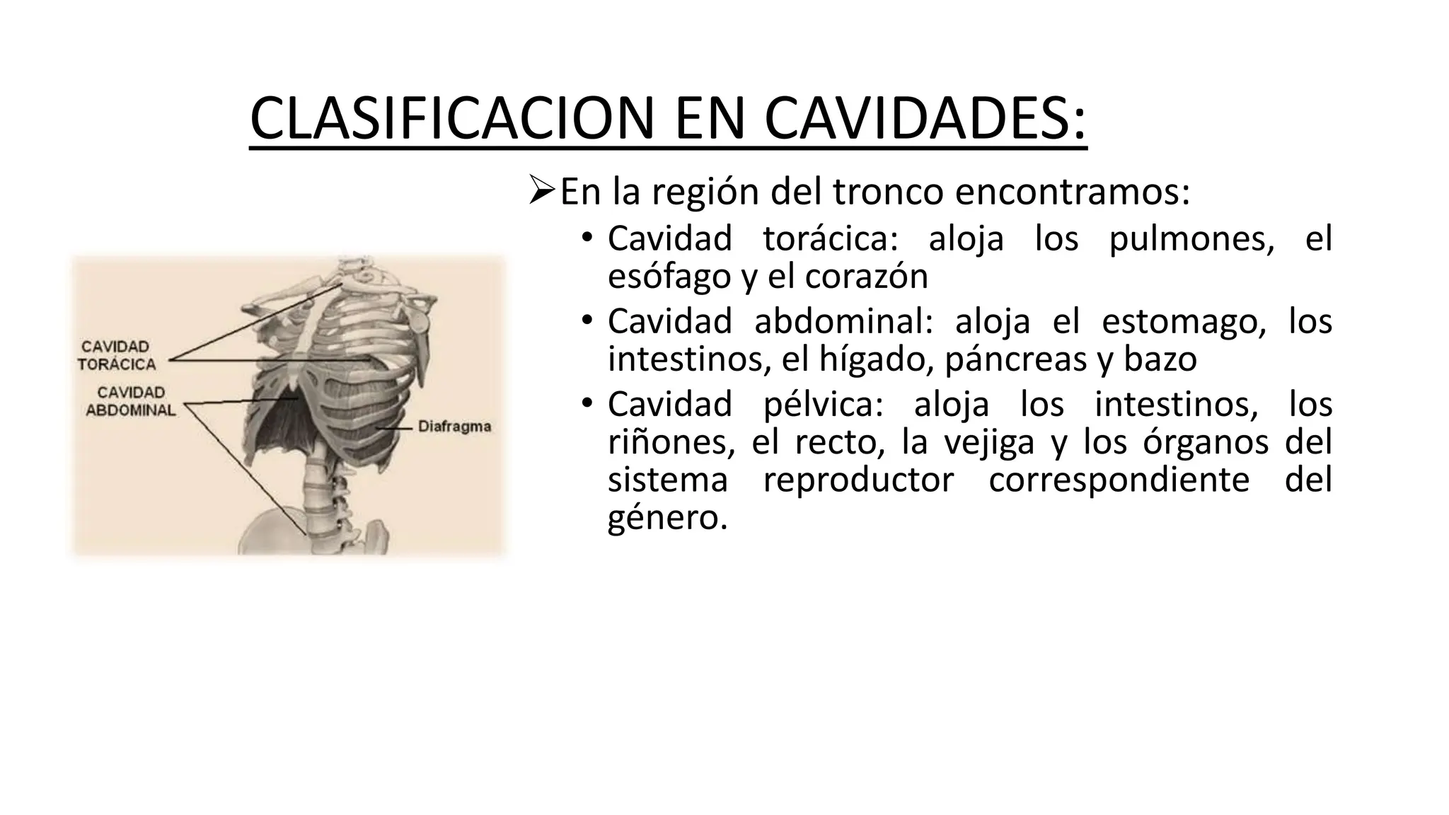 ANATOMIA CLASE 1, generalidades precisas | PPT