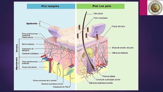 ANATOMIA Clase 1_GENERALIDADES-PIEL_AULAK (1).pptx