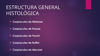 ANATOMIA Clase 1_GENERALIDADES-PIEL_AULAK (1).pptx